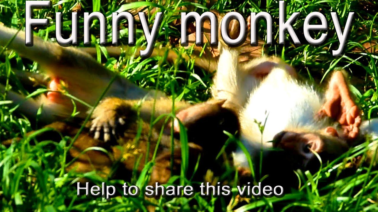 Hilarious monkeys play till fall on grass|funny monkeys - YouTube