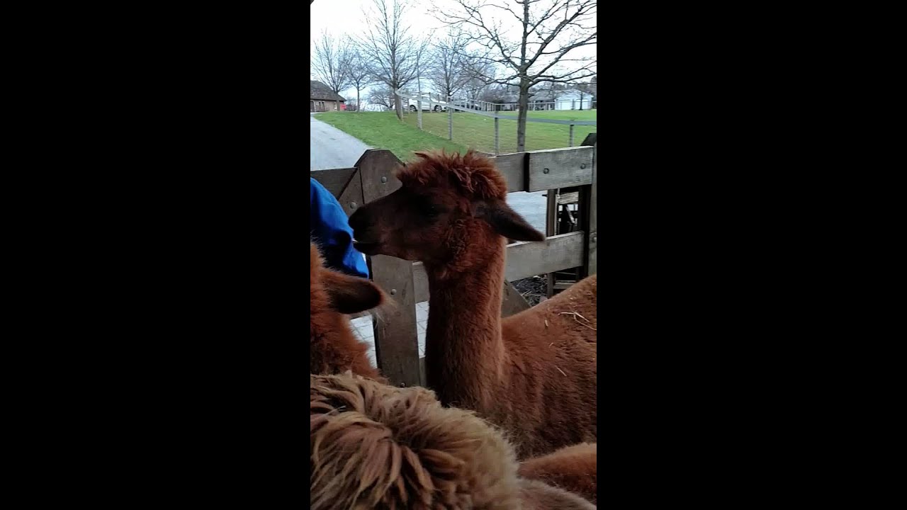 Spitting Alpaca. - YouTube