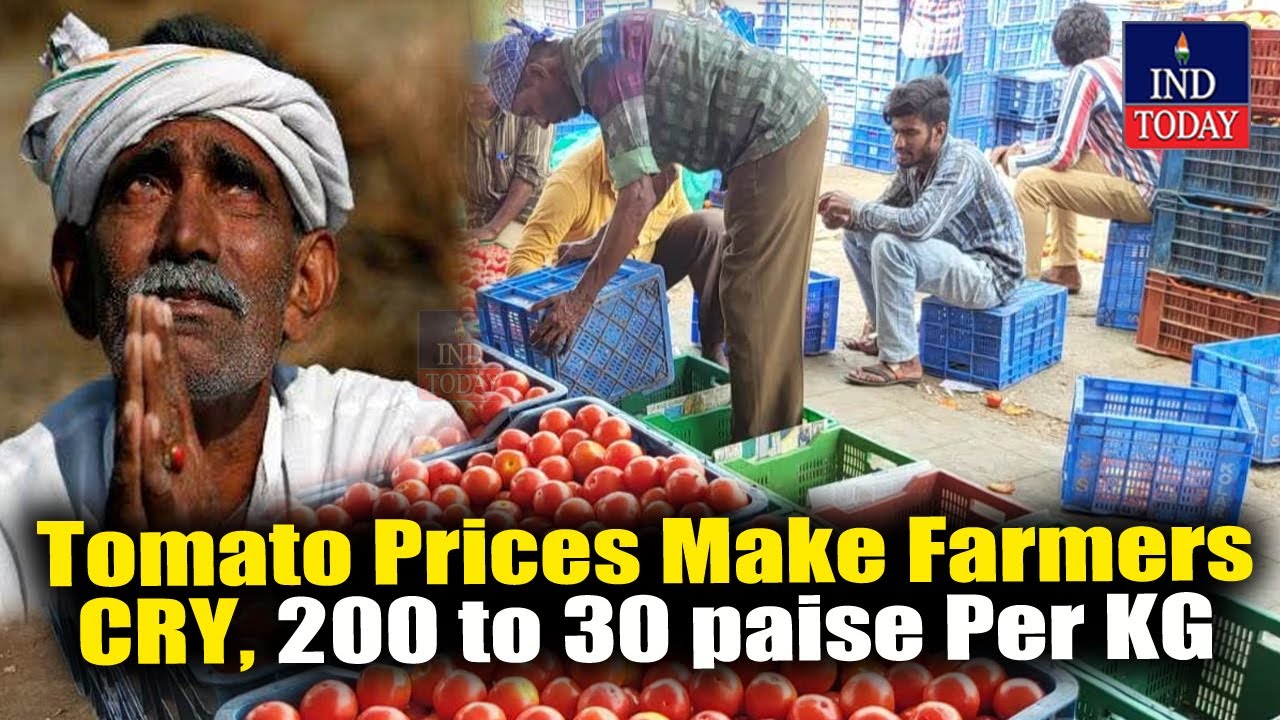 Tomato Prices Make Farmers CRY, 200 to 30 paise Per KG | IND Today ...