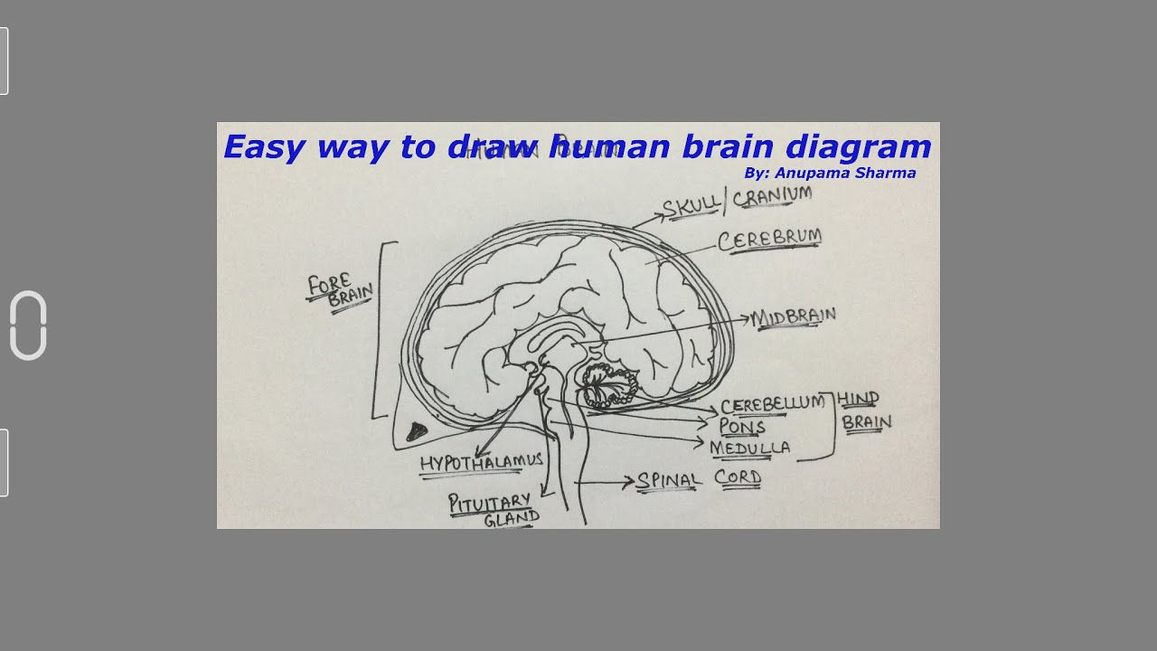 Easy Way To Make Diagram Of Human Brain Class 10 By Anupama Sharma Easy Way To Make Diagram Of Human Brain Class 10 By Anupama Sharma
