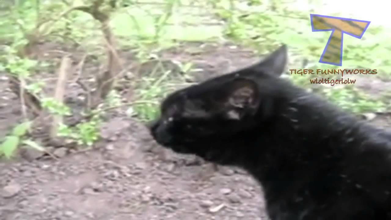 Crazy arguing cats Funny cat compilation 2015 - YouTube