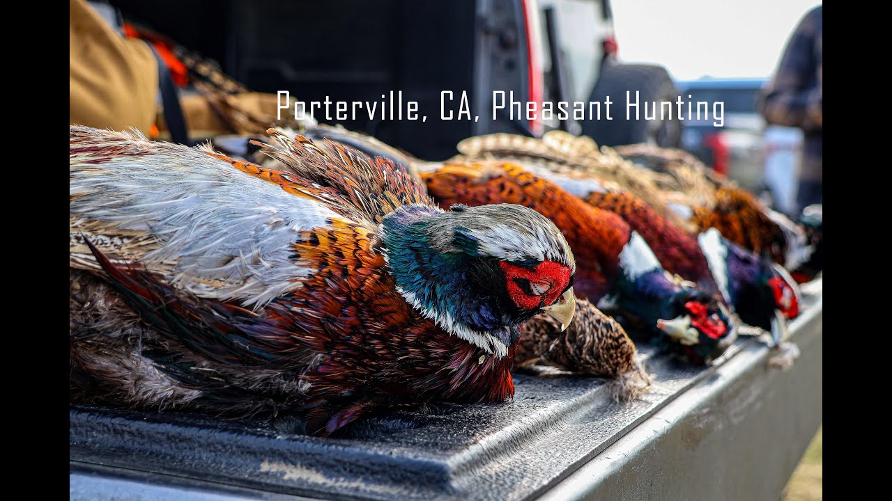 Pheasant Hunting in Central California - YouTube