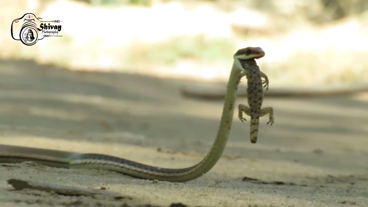 Bronzeback Tree Snake attack on lizard - YouTube