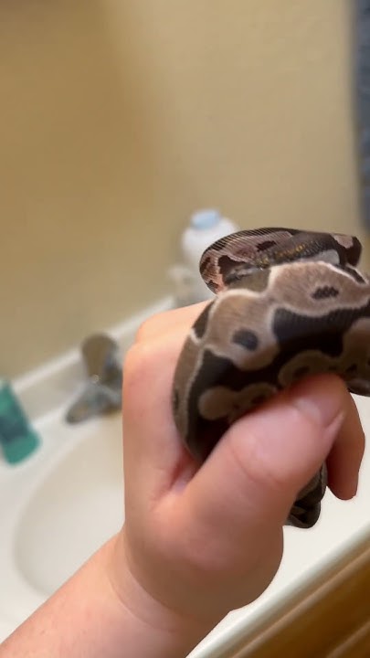 Ball python eye caps? - YouTube