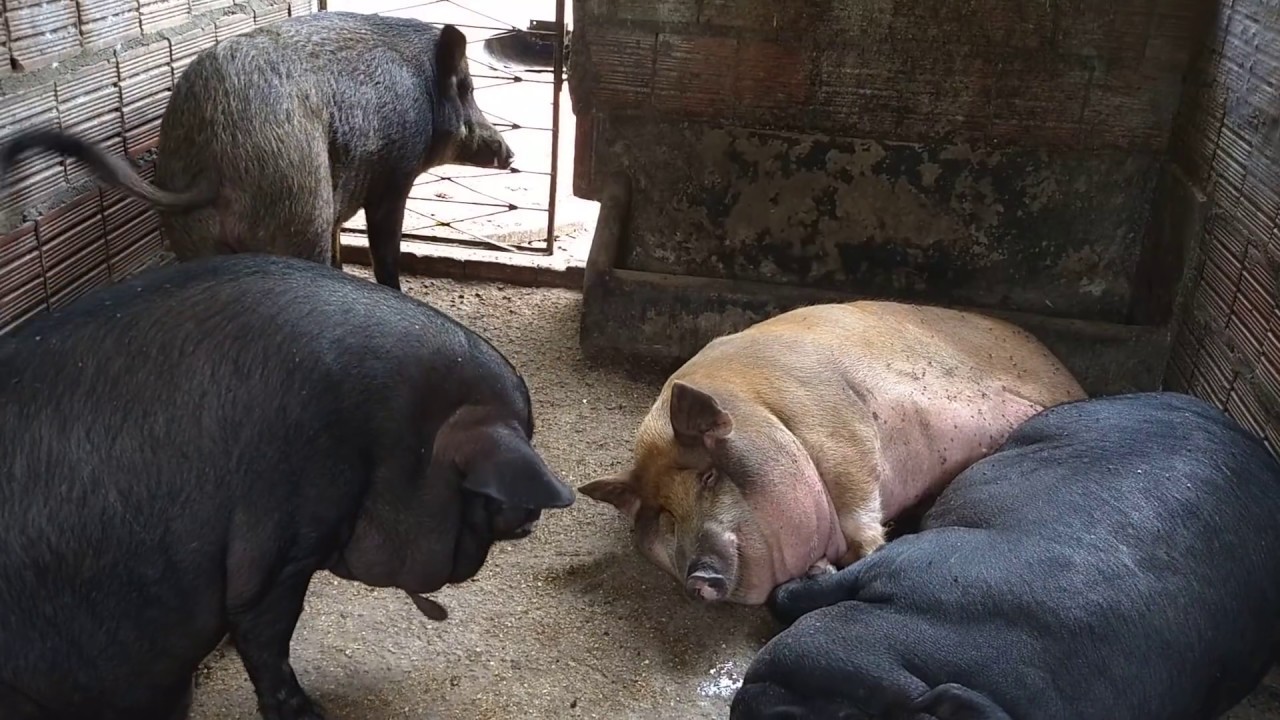 Criação de porcos caipira - YouTube