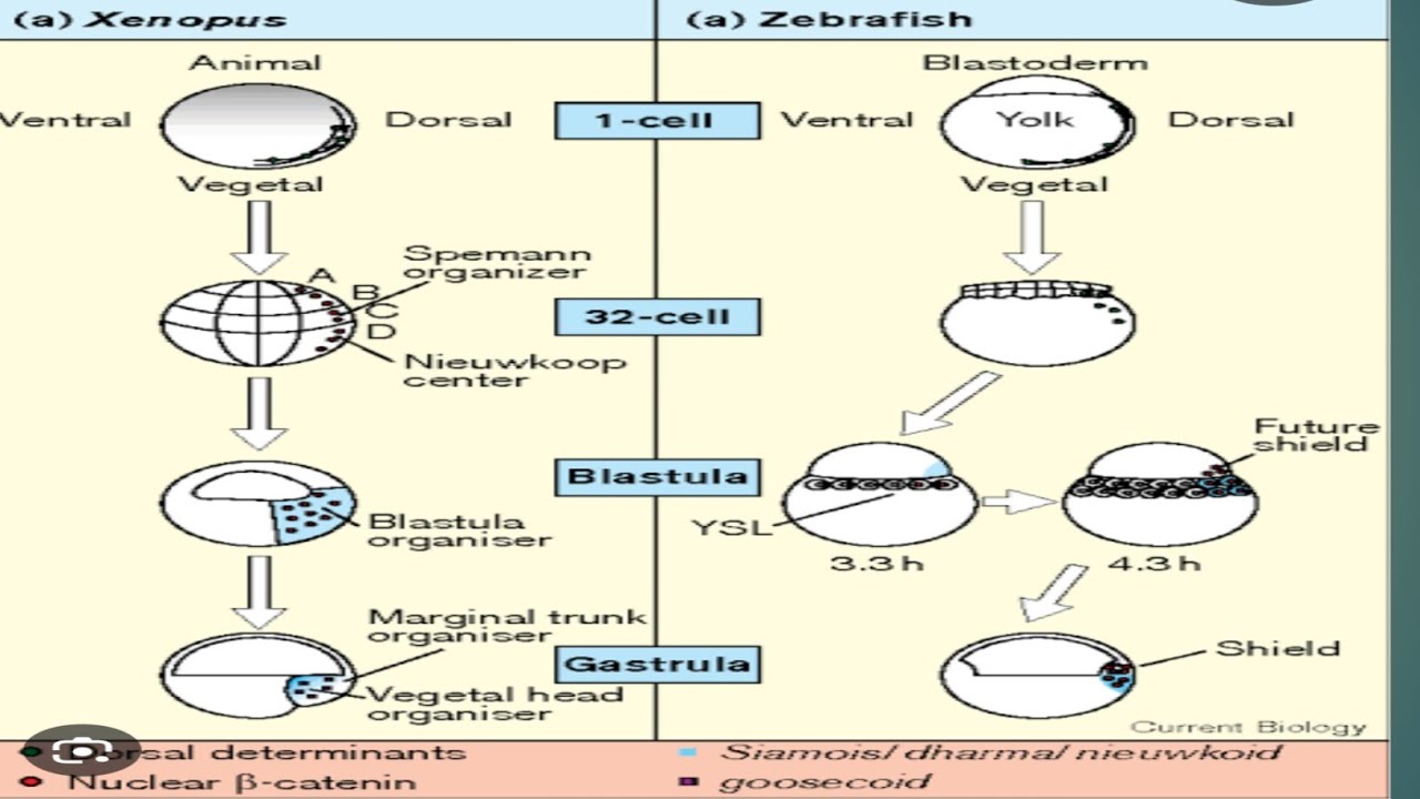 Morphogens| Induction| competense| Net| Set| Gate Xl| Assistant ...