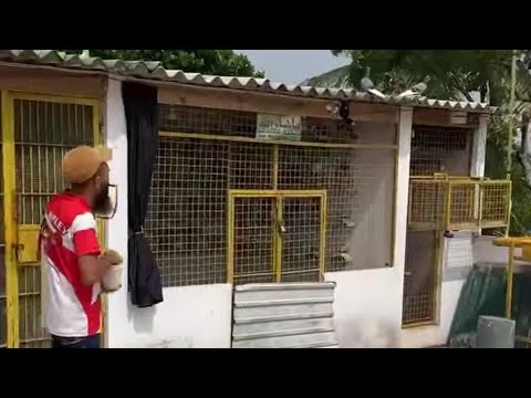 Askin Cool droppers | pigeon loft in Gothatuwa - YouTube