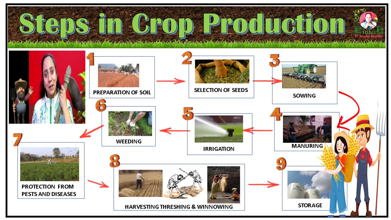 Steps in Crop Production - YouTube
