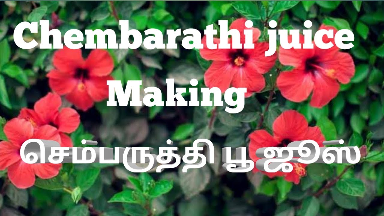 செம்பருத்தி பூ ஜூஸ்,How to make chembarathi poo juice, AKSSVLOG'S19 ...