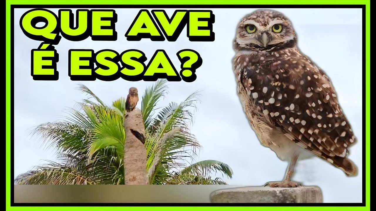 CORUJA SÍMBOLO DA SABEDORIA - YouTube