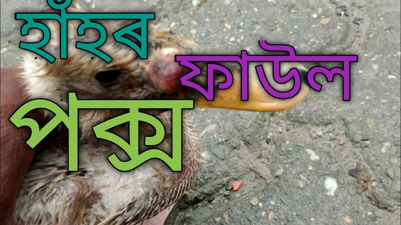 Pox in duck farm. - YouTube