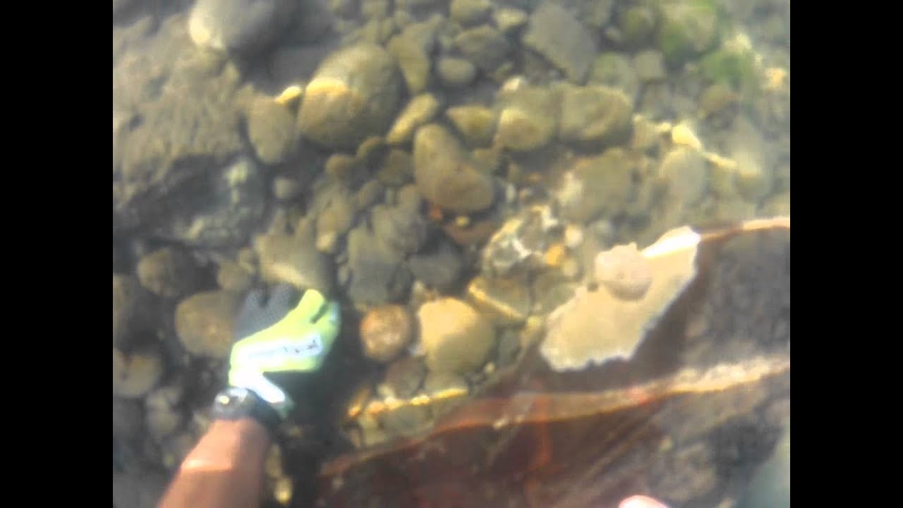 Crawdad Hunting at Columbia Pt - YouTube