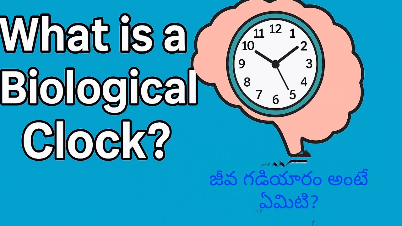 What is a Biological Clock? | Circadian Rhythm Explained for Kids in Simple English - YouTube