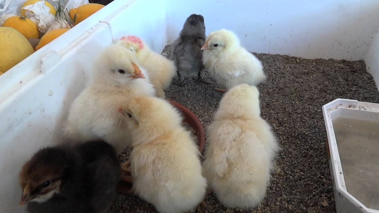 Poussins d'un jour. - YouTube