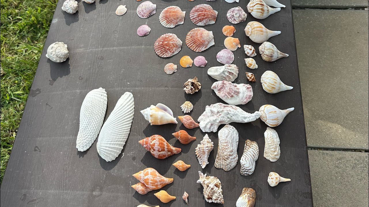 Big & Acid Dipped Seashells - YouTube