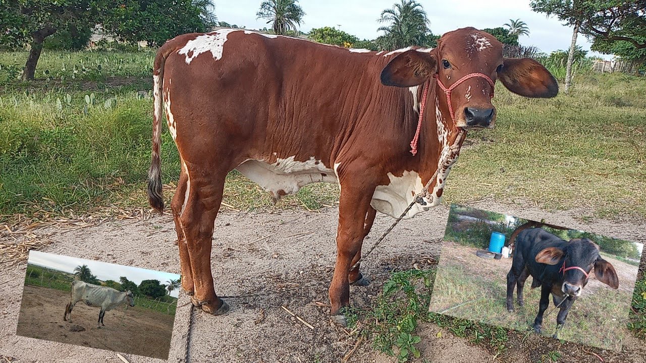 3 garrote bom 2 vaca boa na fazenda Rodrigo Vaqueiro - YouTube