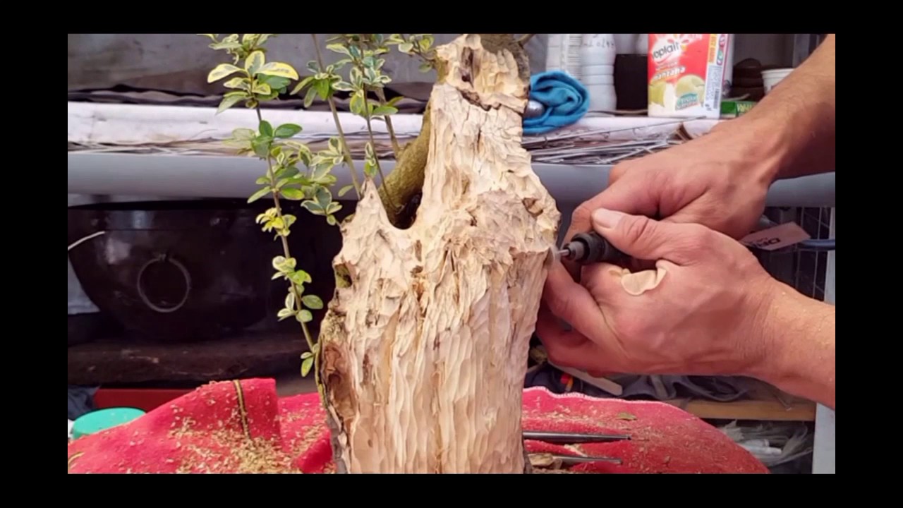 Diego madera muerta 2 parte - YouTube