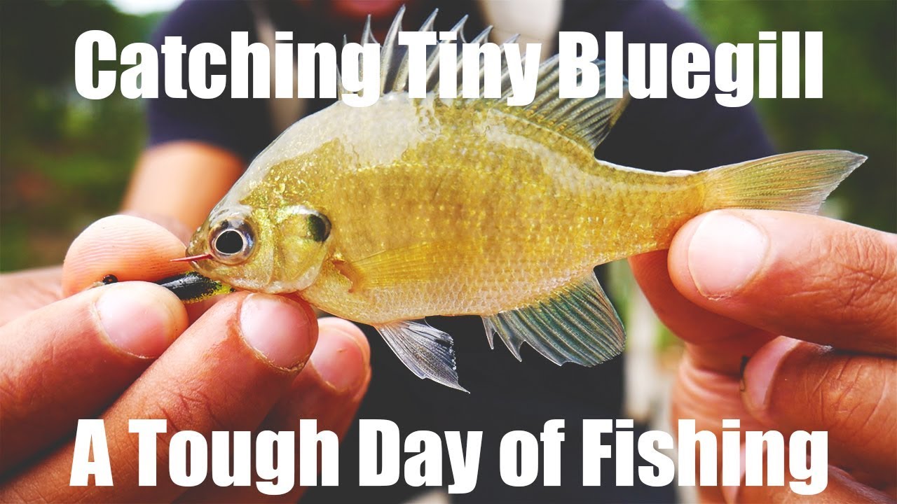 Ultralight Pond Fishing The Hard Way - Featuring The Skunk Savior The ...