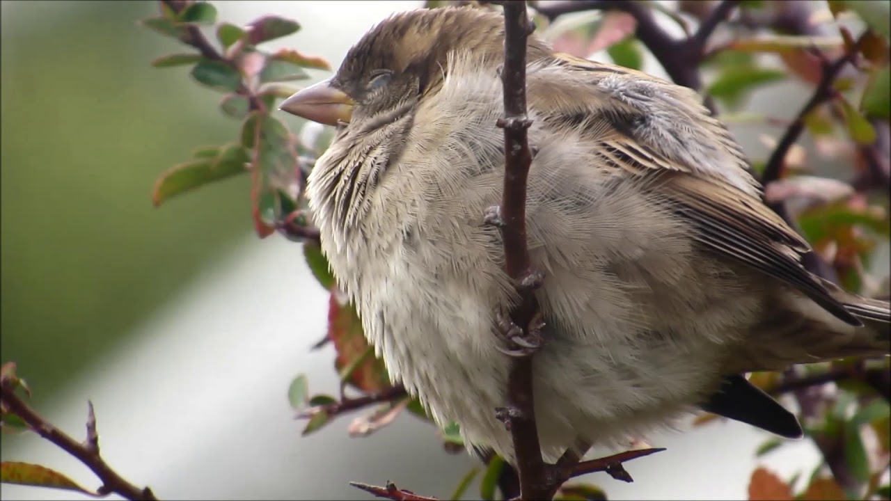 15th Nov 2017 What appears to be young Spadger in Pyracantha - YouTube