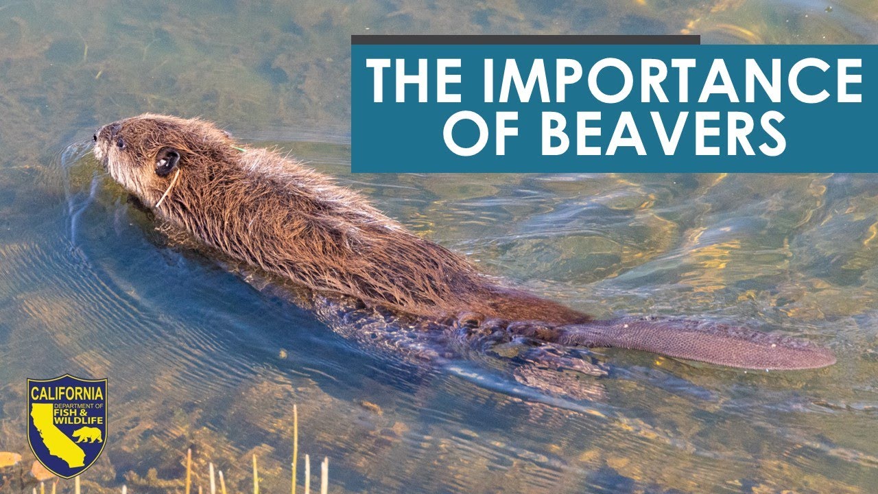 Environmental Scientist Ben Goldfarb Talks on the Importance of Beavers ...