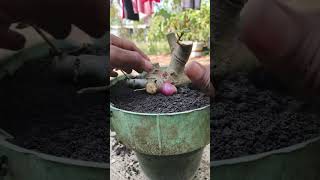 Results of Ficus racemosa Stem Cutting 🌿 | Successful Plant Propagation