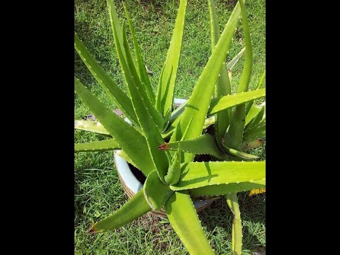 Aloe Vera - Egyptians called it the plant of immortality | By Dr. Bimal ...