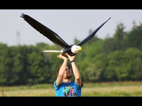 Remote Controlled Eagle | A Large Raptor Attacks My Remote Controlled ...