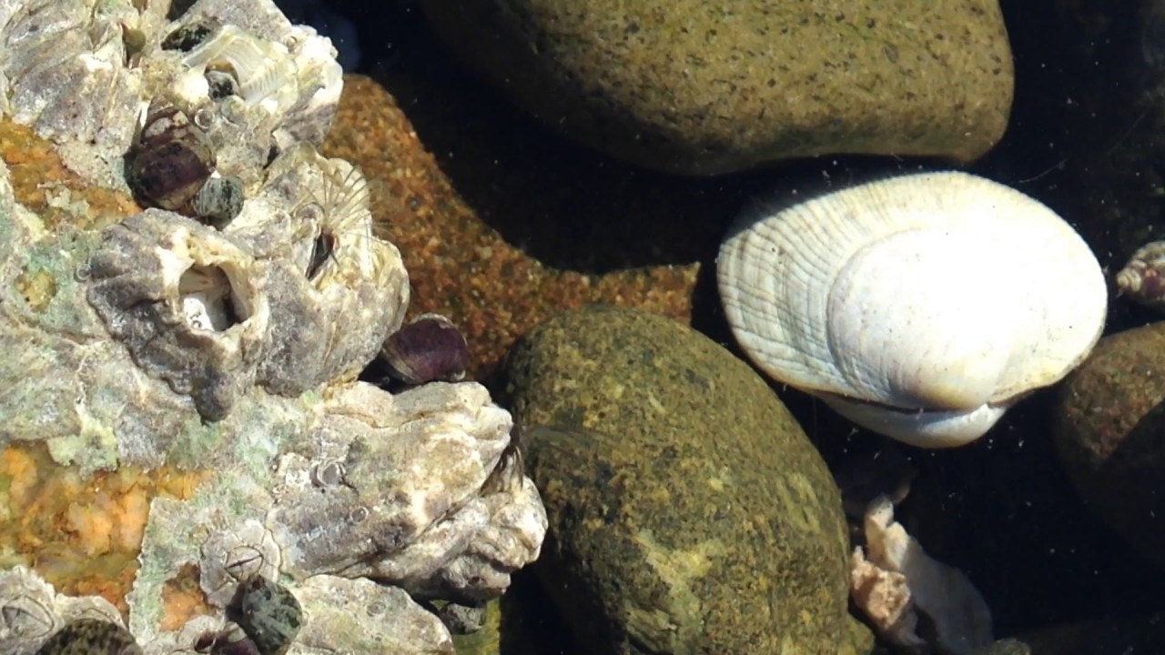 Acorn Barnacles looking for food - YouTube