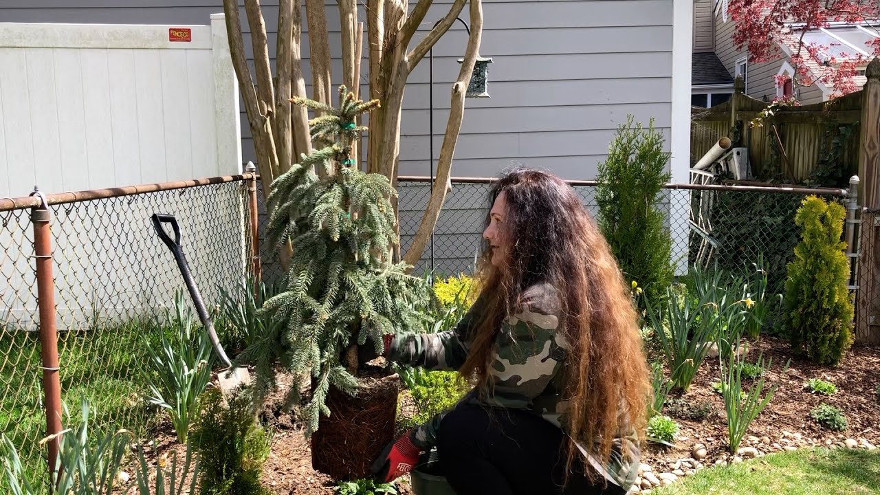Planting "The Blues" Weeping Colorado Spruce / Dirt and Dish - YouTube