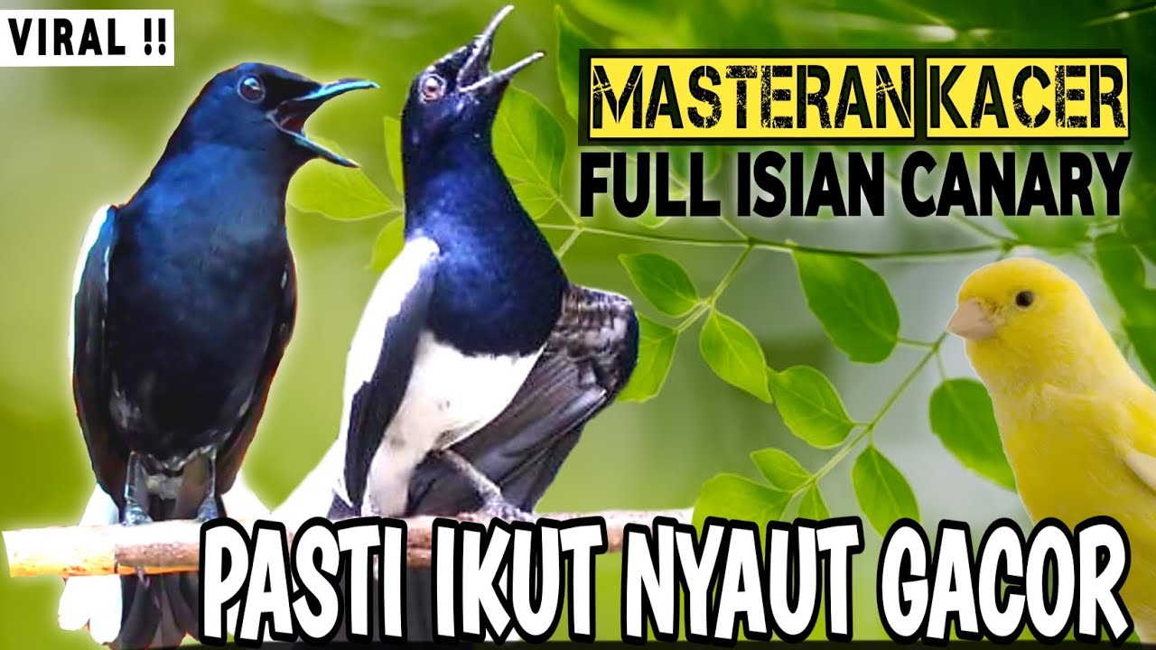 SUARA BURUNG KACER GACOR - MASTERAN KACER GACOR FULL ISIAN KENARI ...
