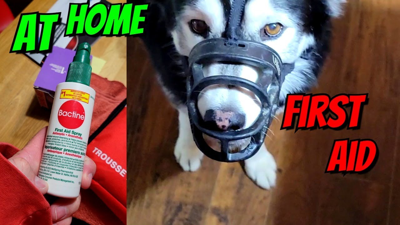 DOG FIRST AID at home #husky #dogs #firstaid #veterinary #veterinarian ...