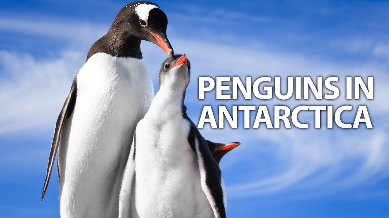 Fascinating Life of Penguins in Antarctica - YouTube