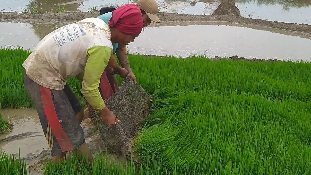 SANGAT MUDAH ‼️ MENCABUT PENYEMAIAN PADI MENGGUNAKAN WARING - YouTube