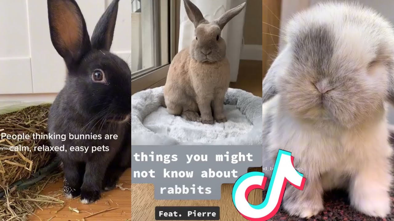 BEST BUNNY TIKTOKS!! - YouTube