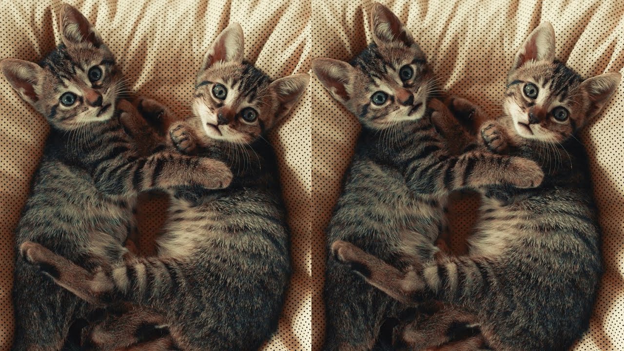 Cute Cats - Baby Cat Playing His Mother # 7 || Nature Outing Animals ...