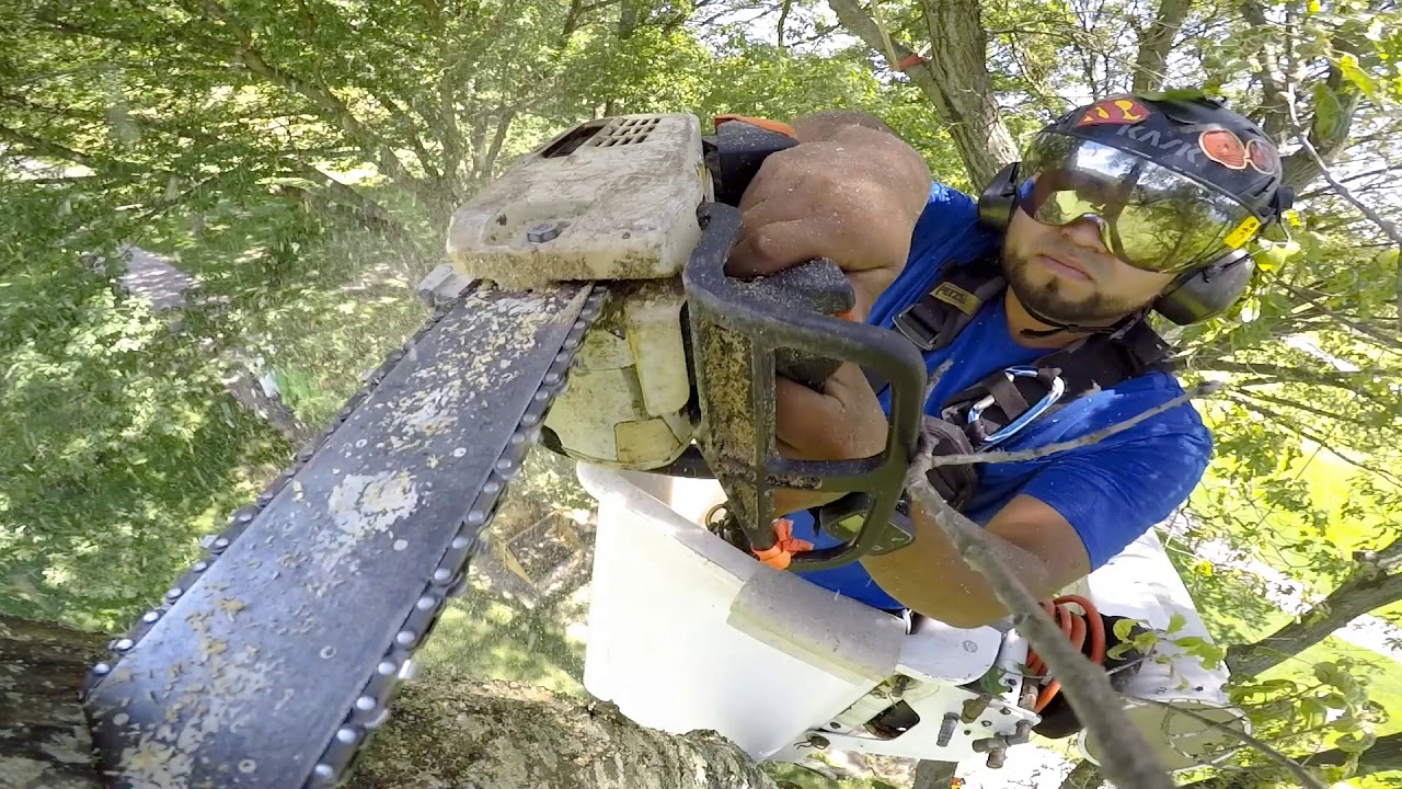 Big oak tree bucket job 😒🐲 - YouTube