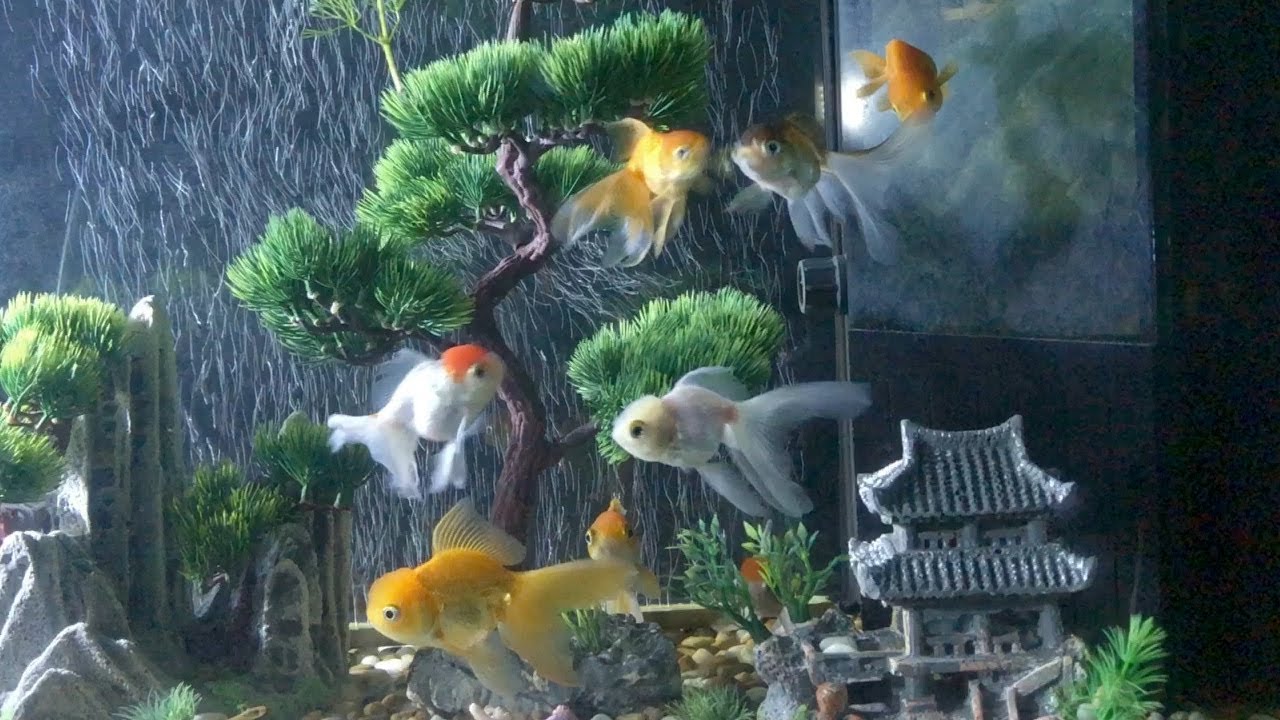 Goldfish swimming study - YouTube