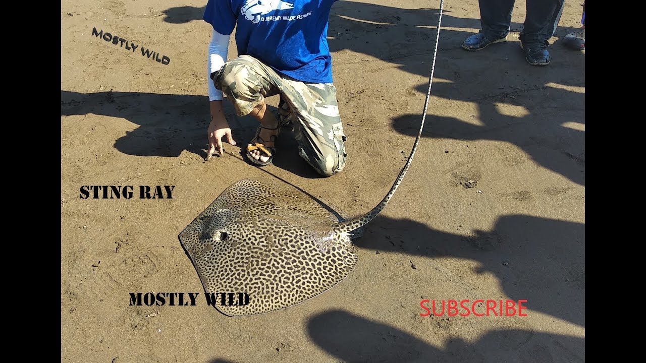 "HUGE" MONSTER LEOPARD STINGRAY / SURF FISHING TOURNAMENT WINNER - YouTube