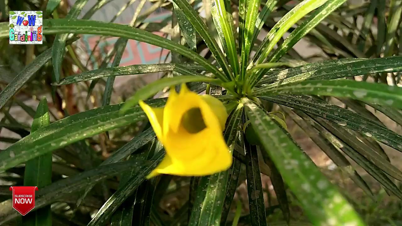 How to Grow and care of Oleander or kaner plant - YouTube