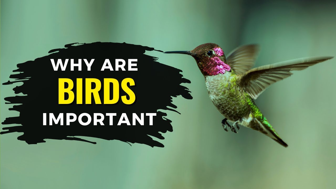 Why Are Birds Important To The Ecosystem The Planet Voice YouTube why-are-birds-important-to-the-ecosystem-the-planet-voice-youtube