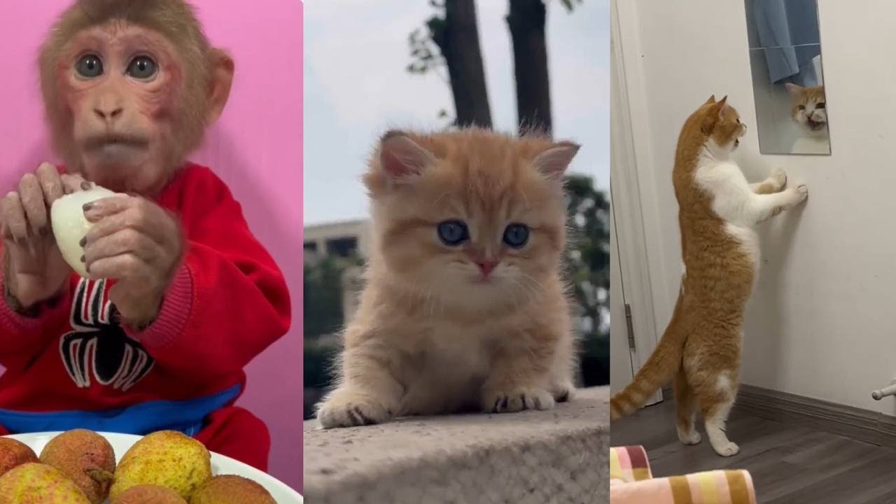 ANIMAL MEME COMPILATION PART 3 - YouTube