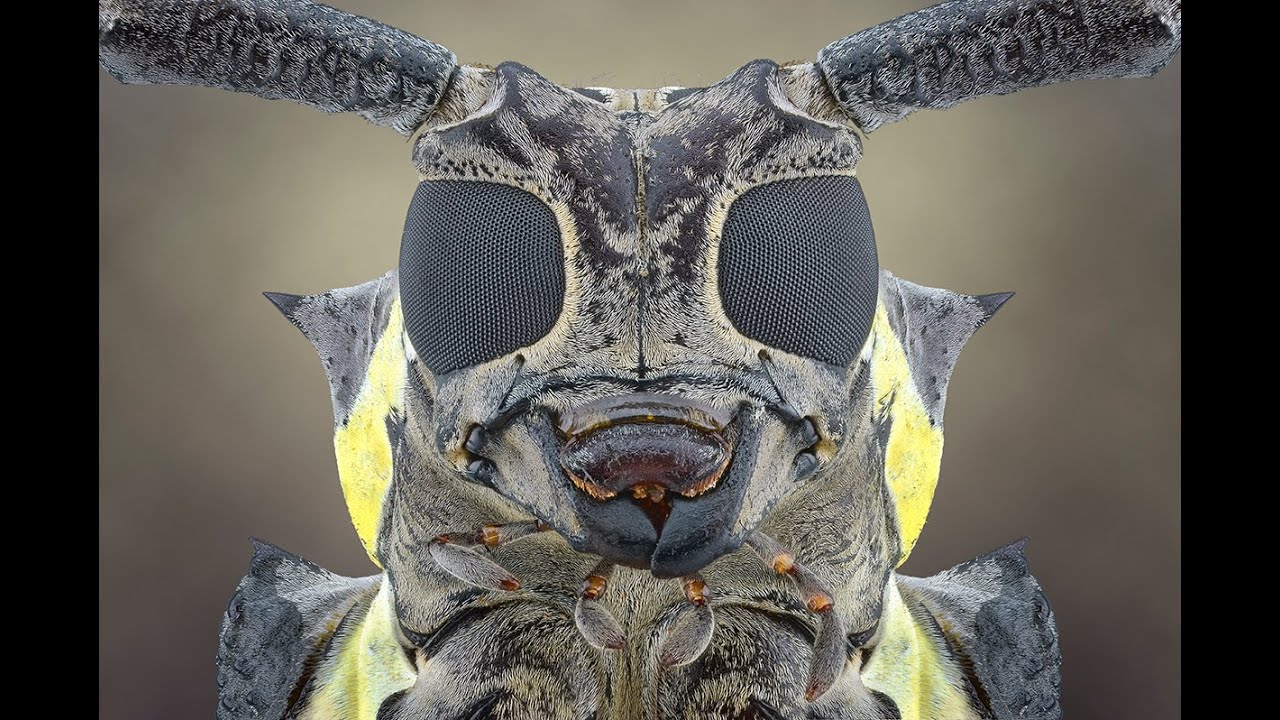 INSECTS POTRAITS OF EXTREME MACRO PHOTOGRAPHY (Focus stacking images ...