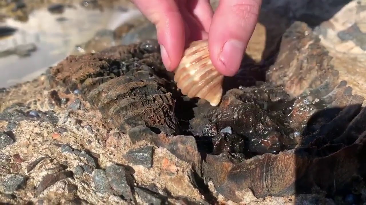 Surface Analysis - Sound recording of a shell scraping along the lines ...