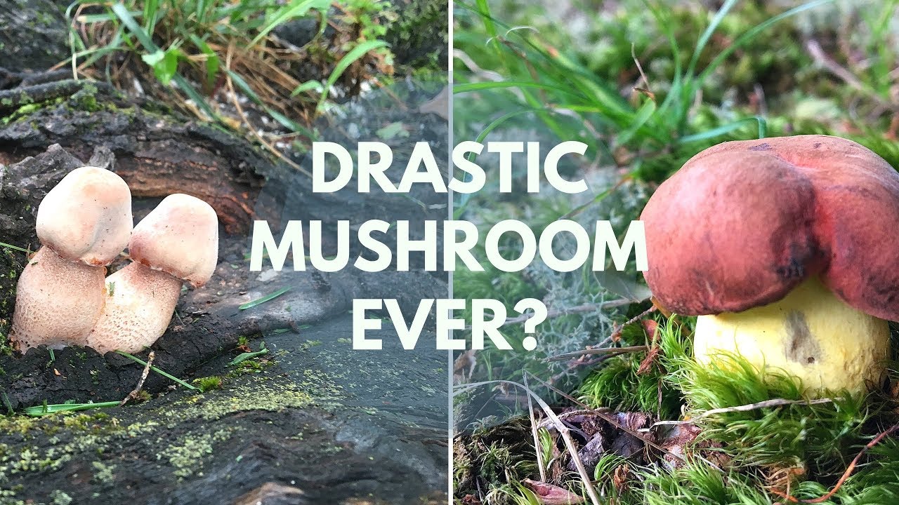 Drastic color change on 9 Mushrooms - YouTube