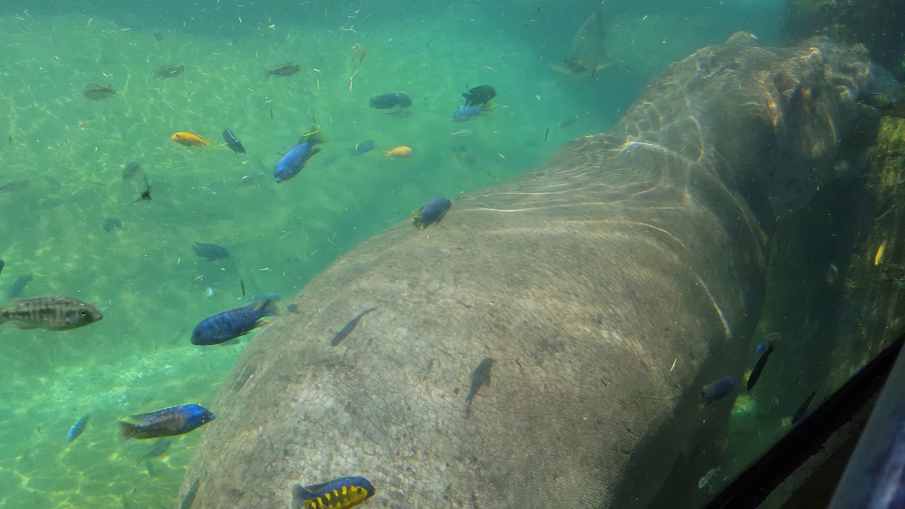 Hippo and fish at the San Antonio zoo - YouTube
