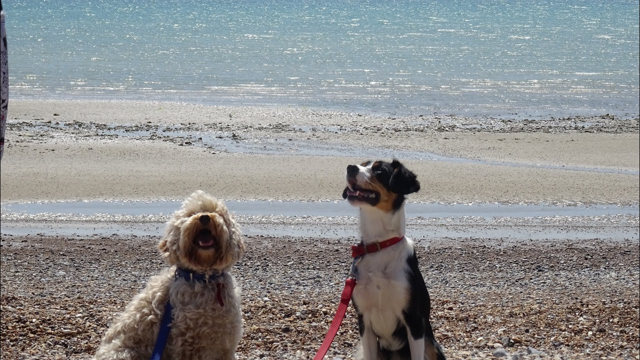 Peaches & Emma - Cockapoo and Collie x - 4 Week Residential Dog ...