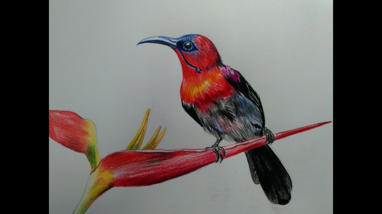 honey bird #how_to_draw_a_honeybird - YouTube