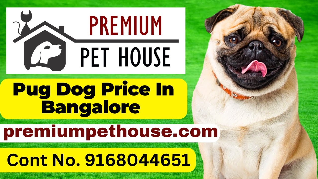 pug dog price in bangalore | Pug Puppies For Sale In Bangalore ...