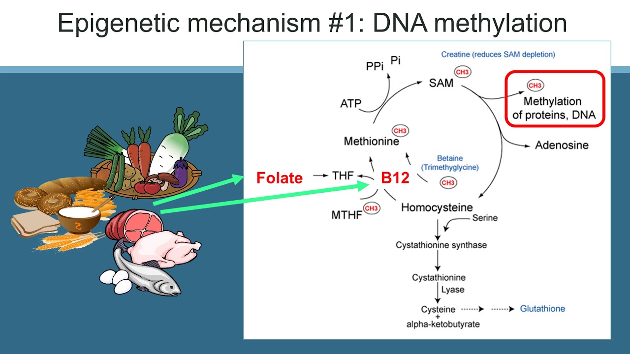 Overview of Epigenetic Regulation - YouTube