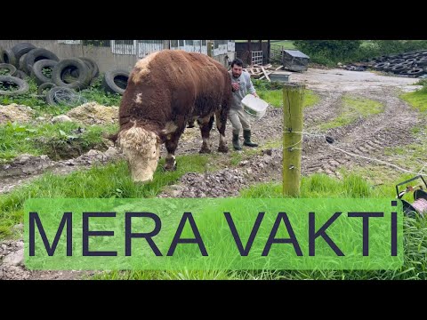 Damızlık Boğalar Mesai Hazırlığına Başladı, Çayır ve Toprak ile Buluşan Yiğitler Çıldırdı. 